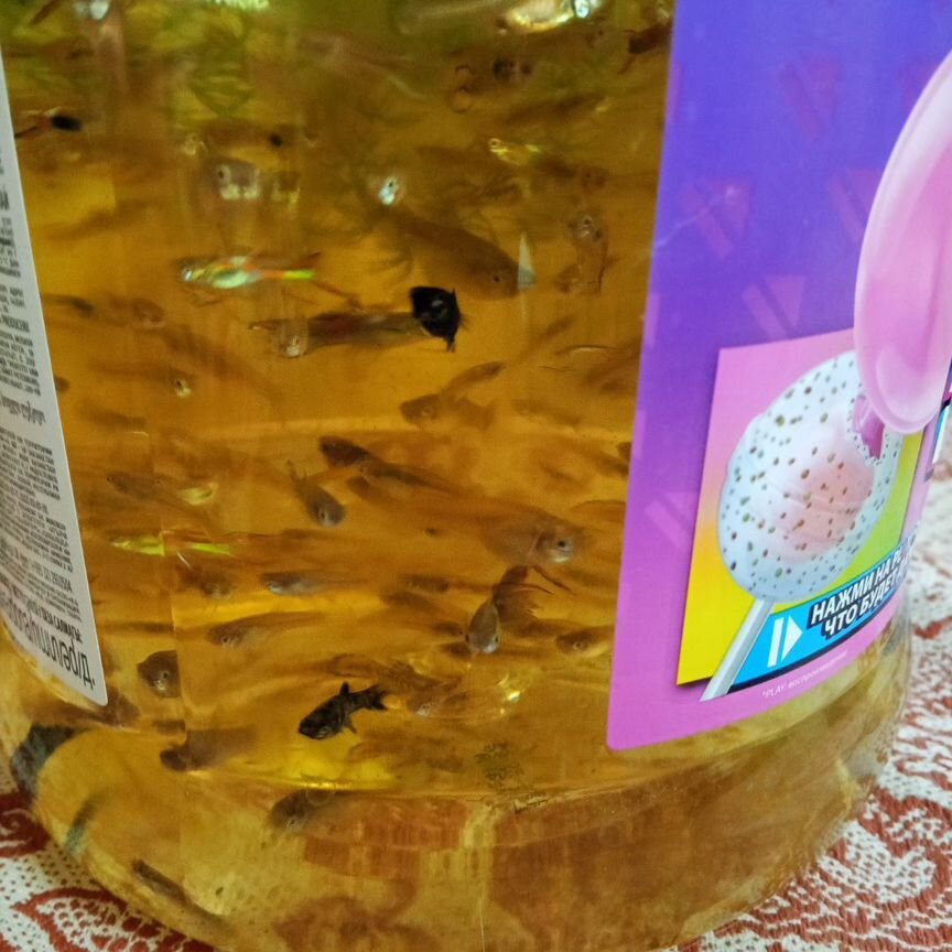Отдам бесплатно гупешек
