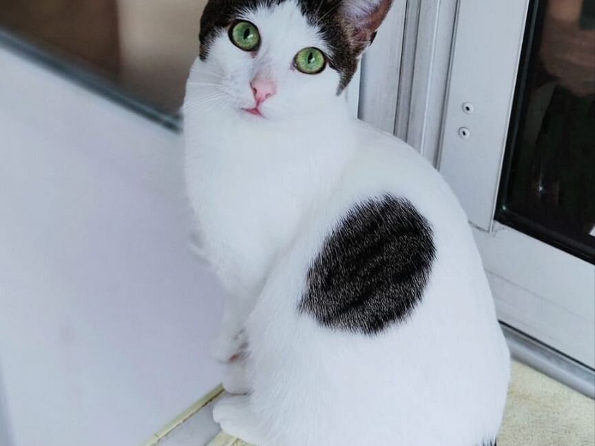 Кошка в добрые руки