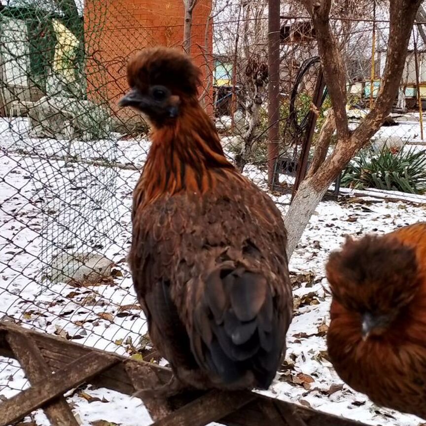 Китайские шелковые куры