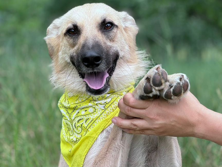 Очень худая собака Лимон