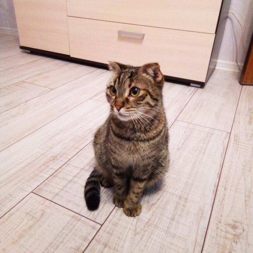 Кошки