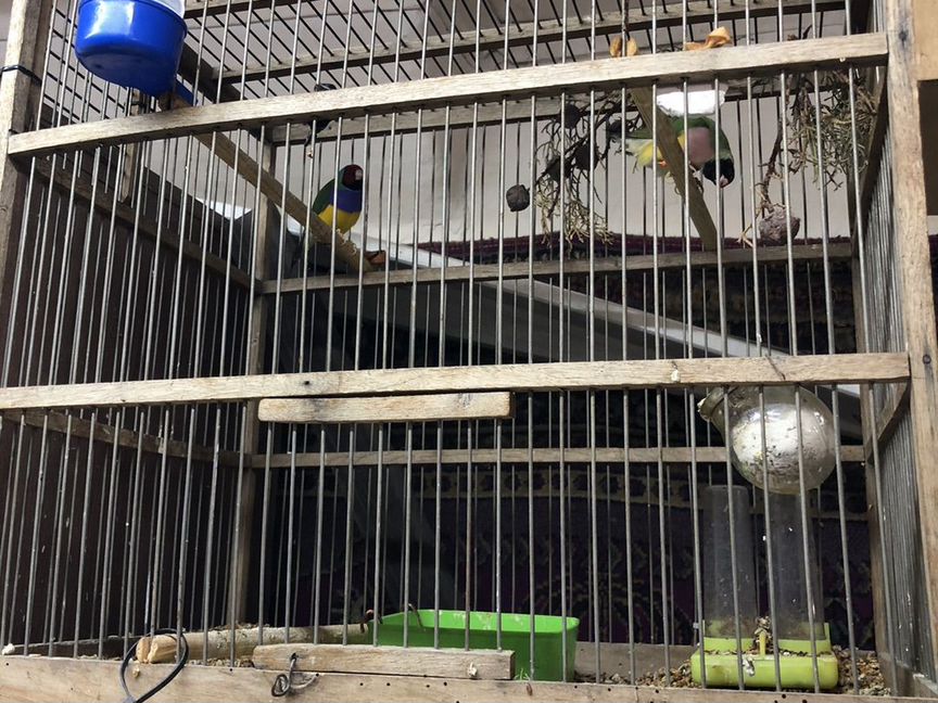 Александрийские попугаи пара