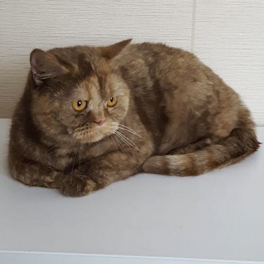 Британские кошечки