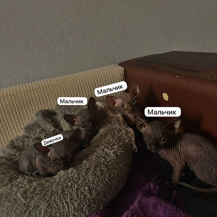 Лысые котята сфинкс