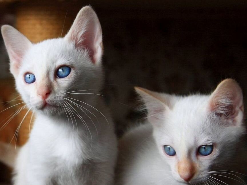 Тайские красавцы окраса Red point