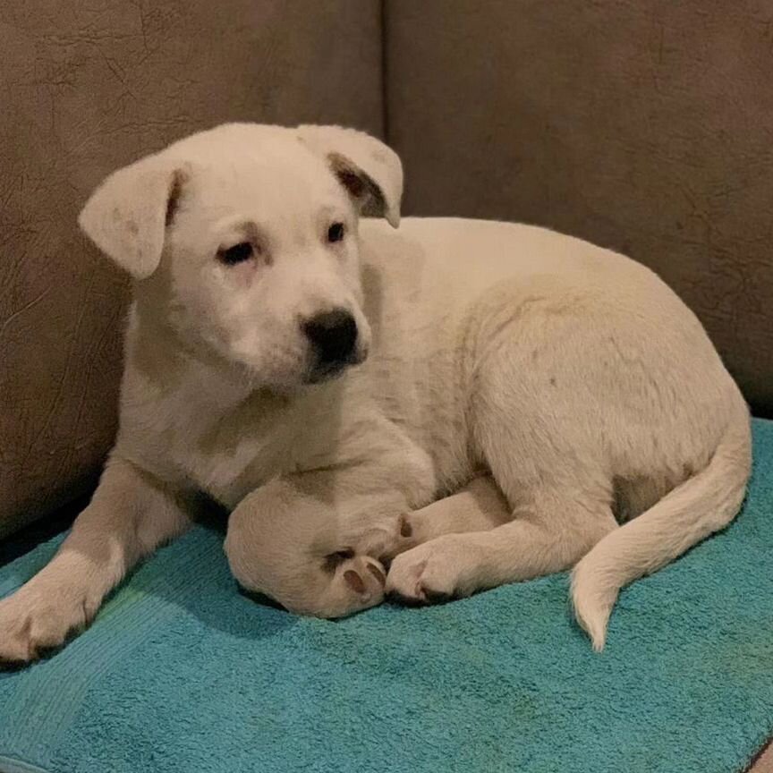 Щенок Дженни в добрые руки