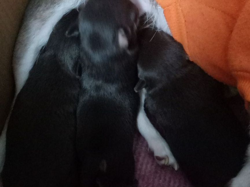 Щенки чихуахуа резерв