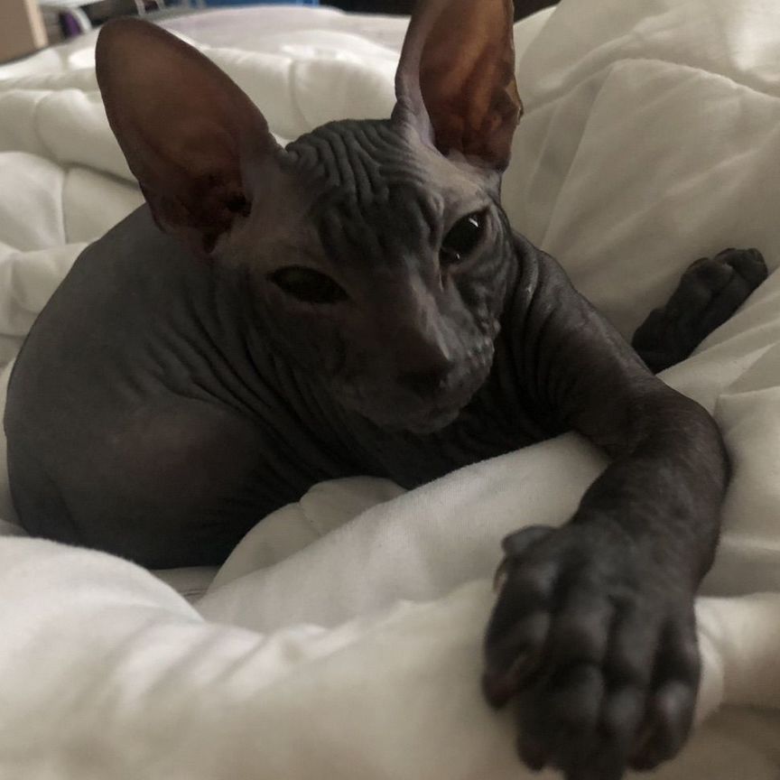 Донской сфинкс котёнок