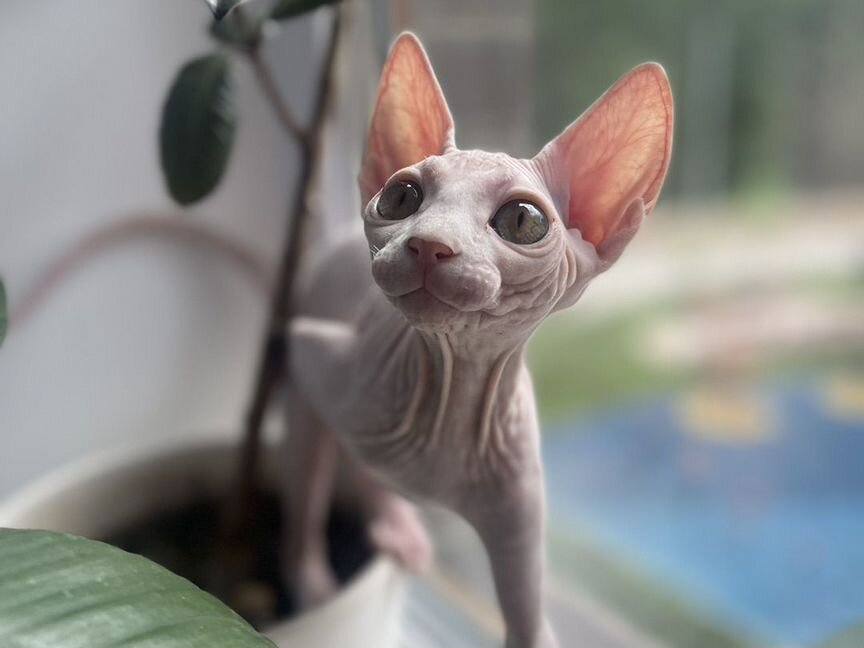 Канадский сфинкс котенок