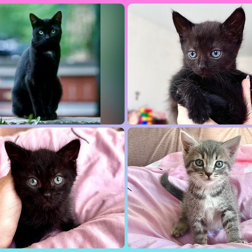 Котята 2 мес и черная кошка-мама ищут дом