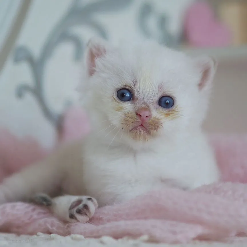 Британский котенок Фан-Фан