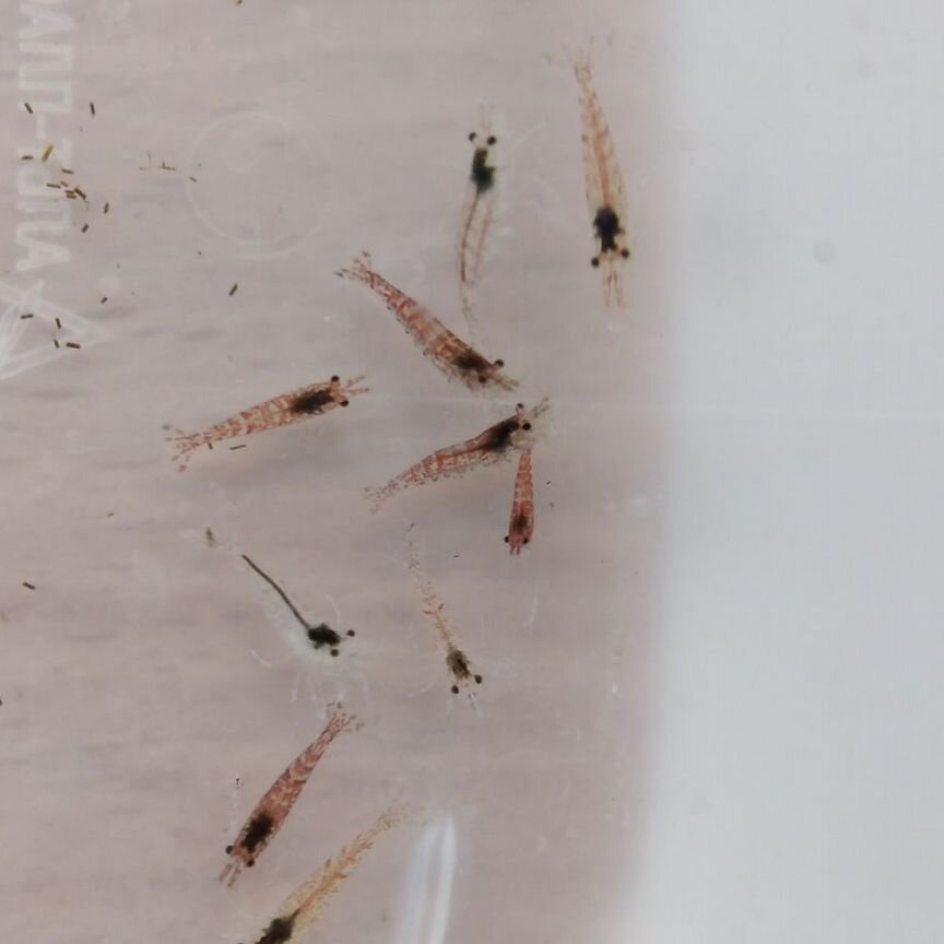 Креветки отбраковка (серые)