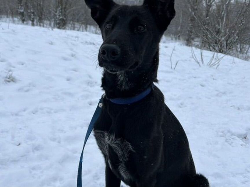 Собака в добрые руки