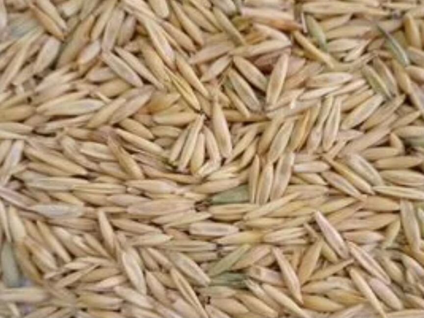 Пшеница, ячмень, овес, кукуруза, просо, горох