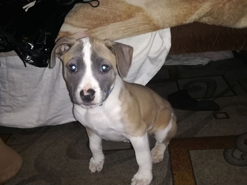 Стаффордширский терьер щенки щенок