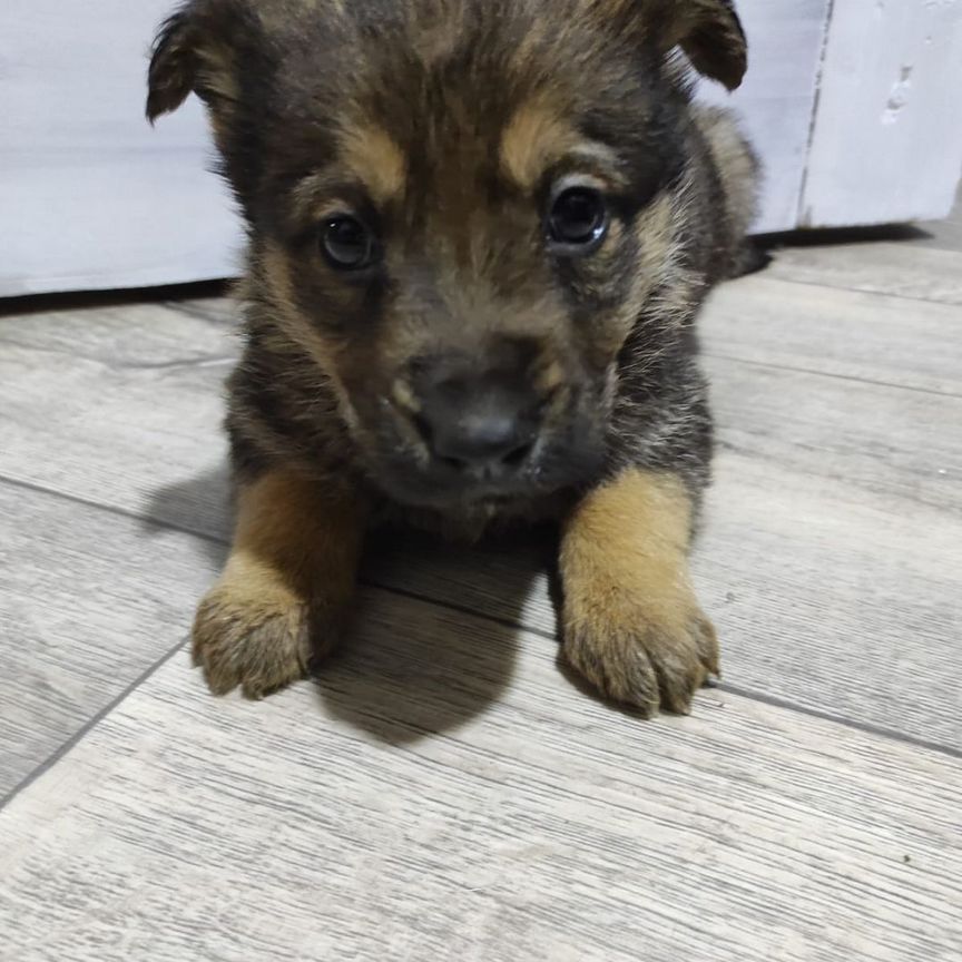 Щенок в добрые руки бесплатно