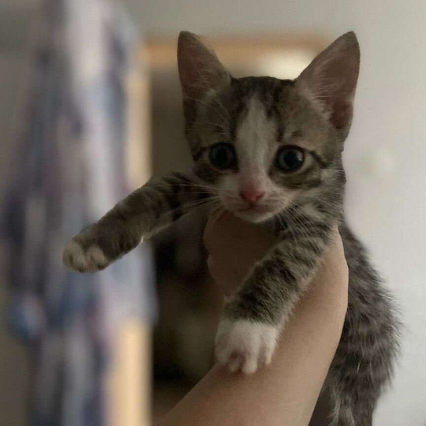 Котёнок в добрые руки