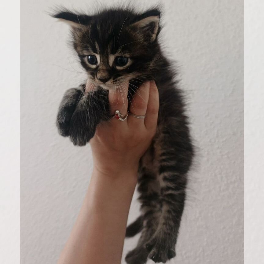 Мейн-кун котёнок
