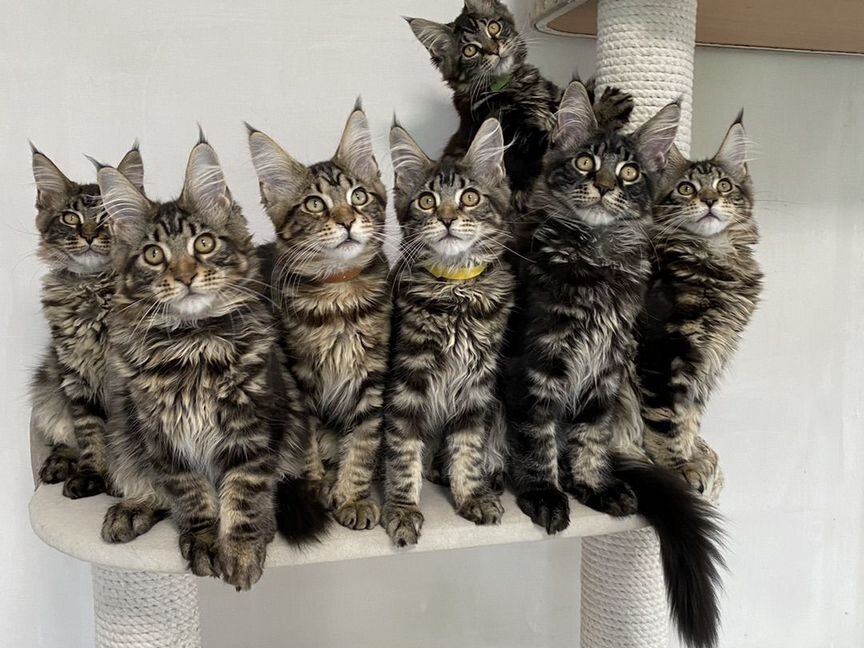 Мейн-кун котята