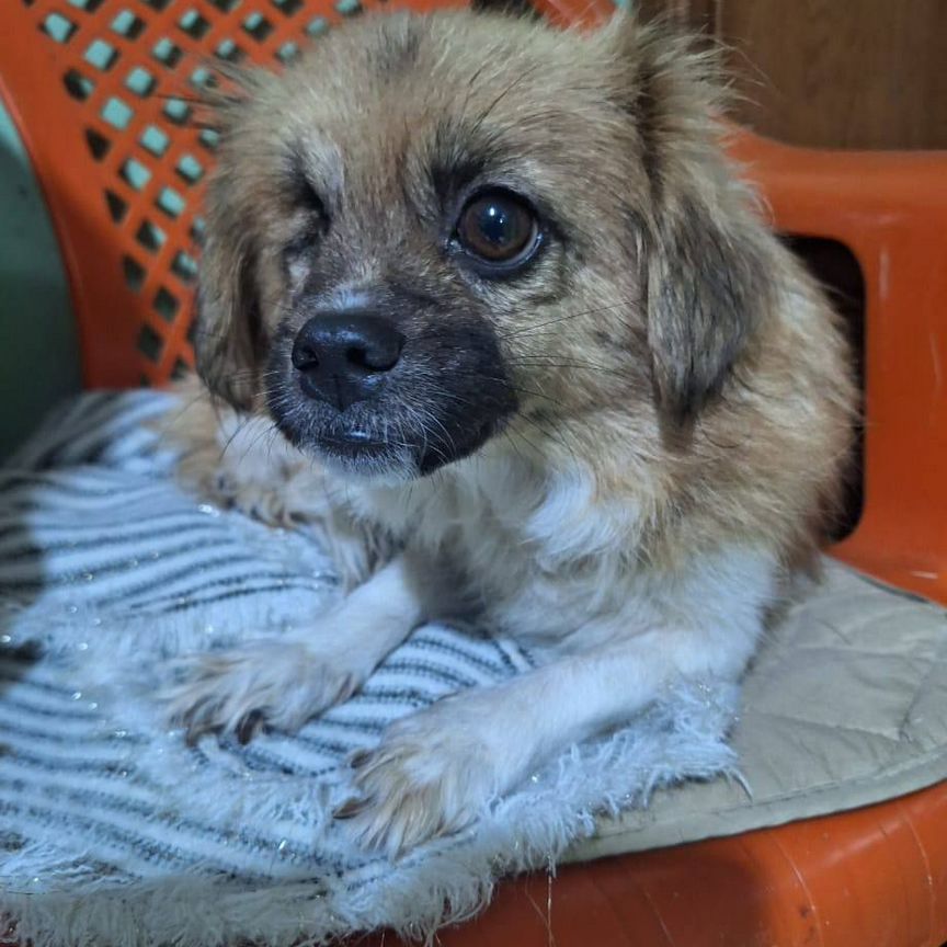 Пекинес, взрослая собака