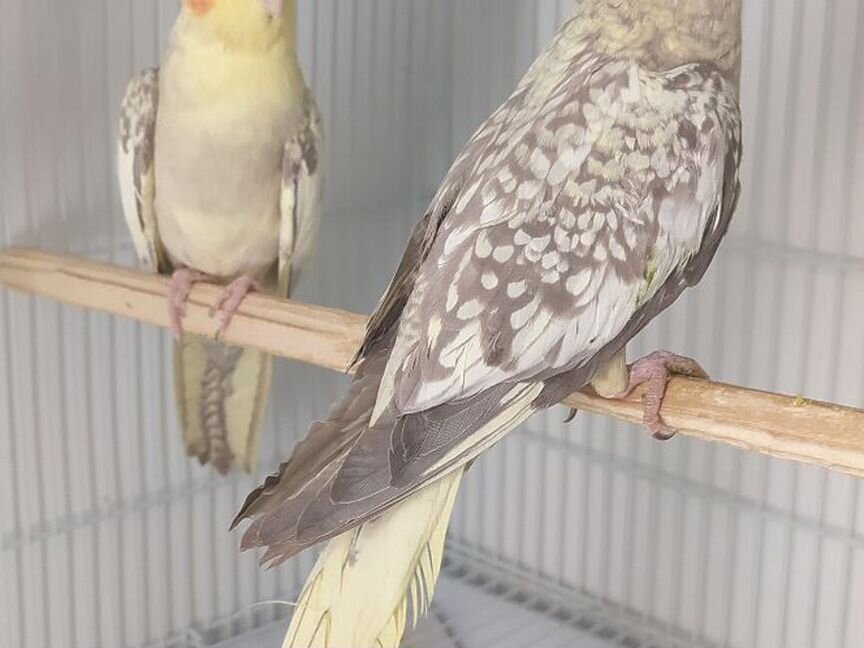 Попугай птенцы карелл