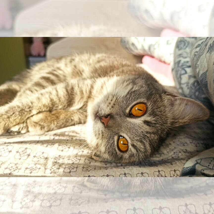 Кошка Серена хочет что бы ее любили