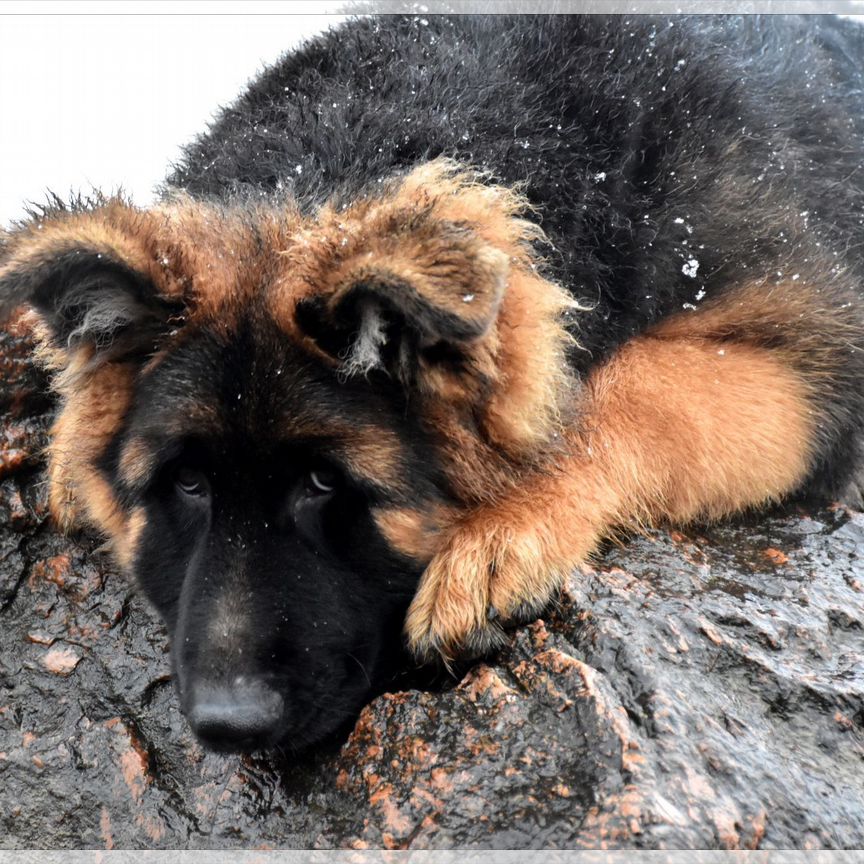 Немецкая овчарка, щенок