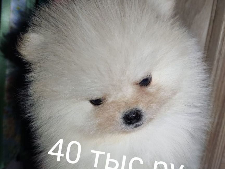 Мини кроха. Померанский шпиц девочка