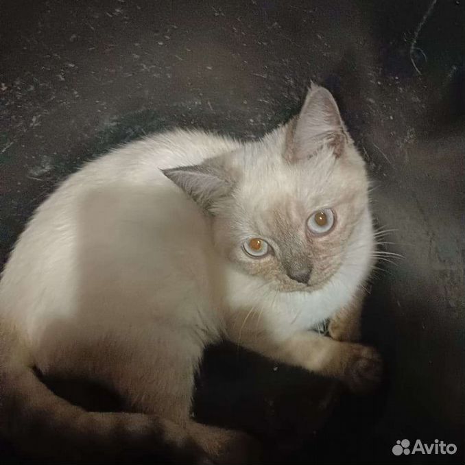 Кошки шотландцы