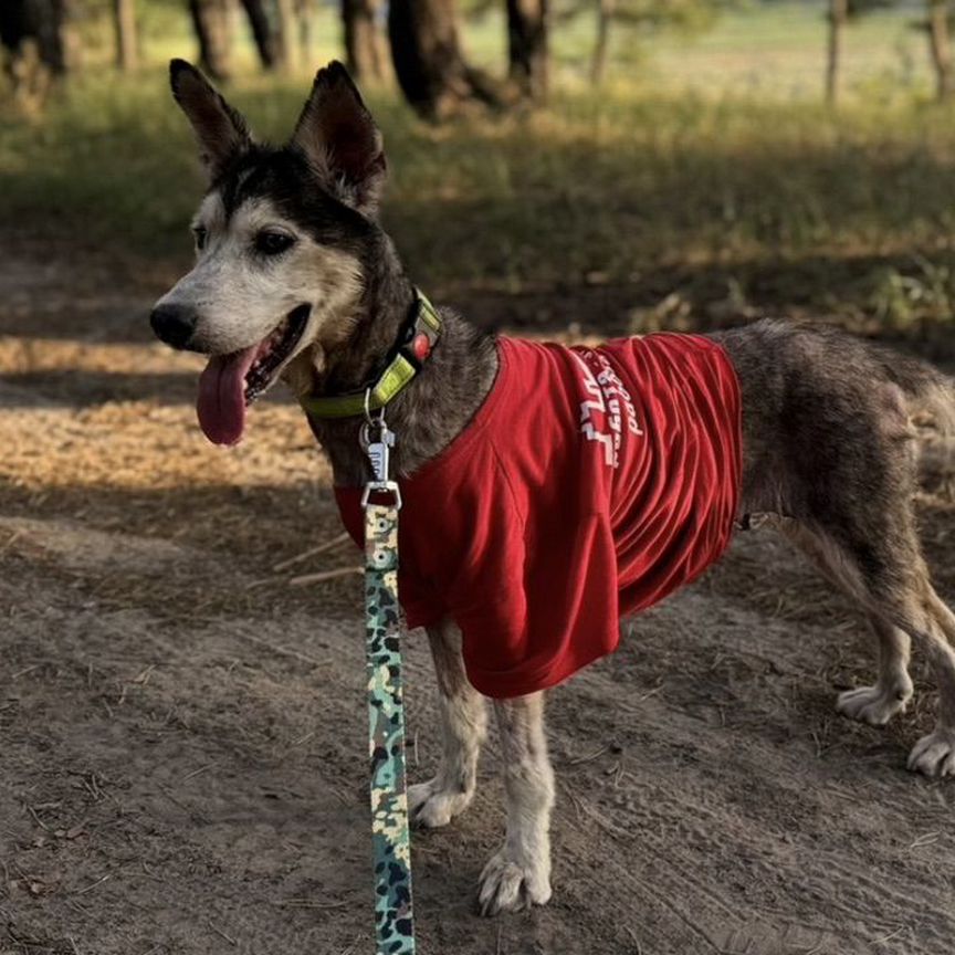 Хаски в добрые руки