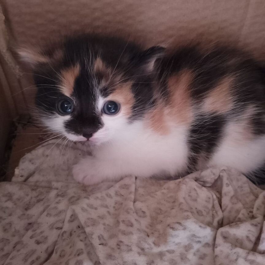 Отдам котят сибирские