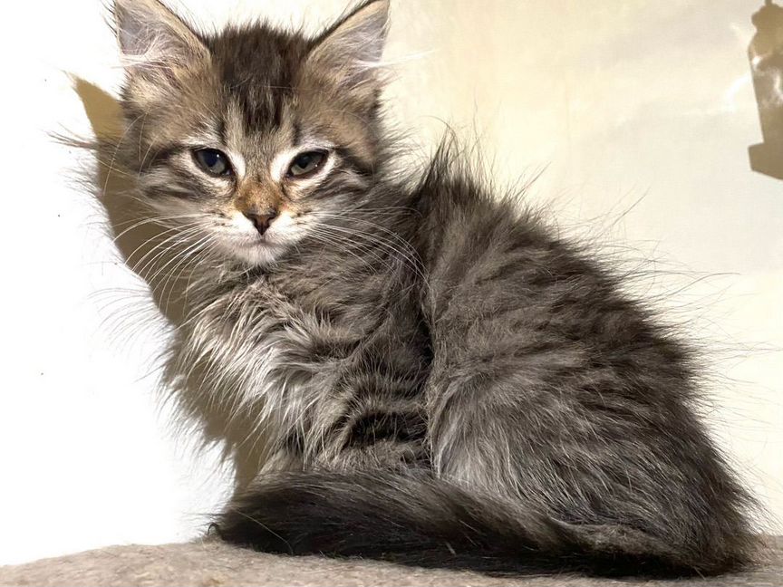 Кошечка 2 месяца