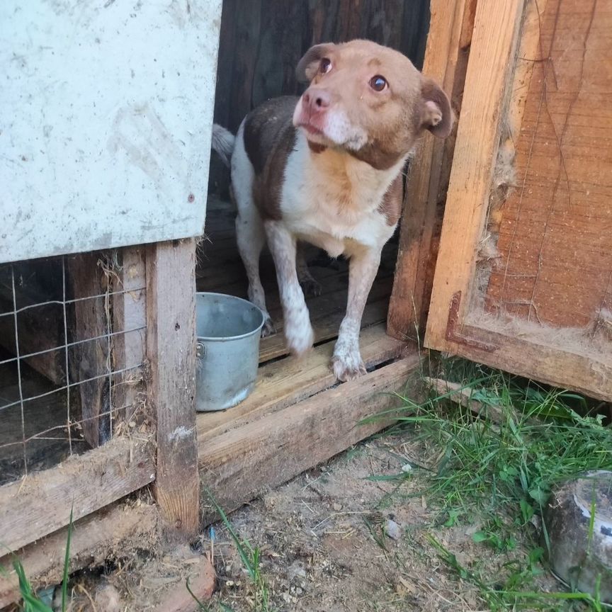 В добрые руки