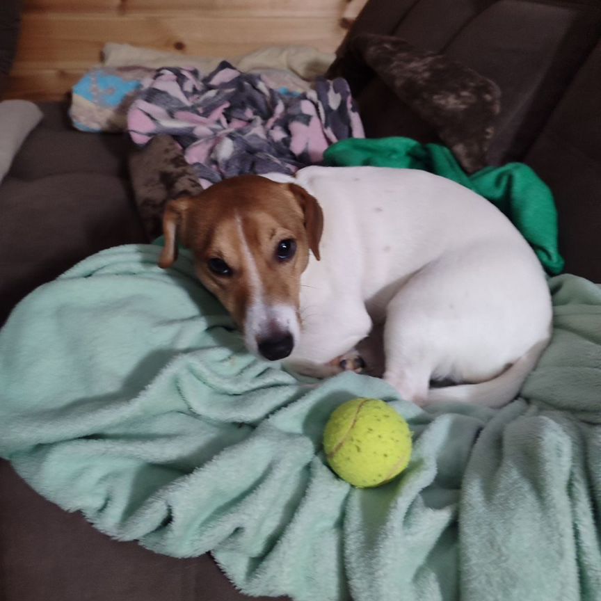 Джек-рассел-терьер, щенок