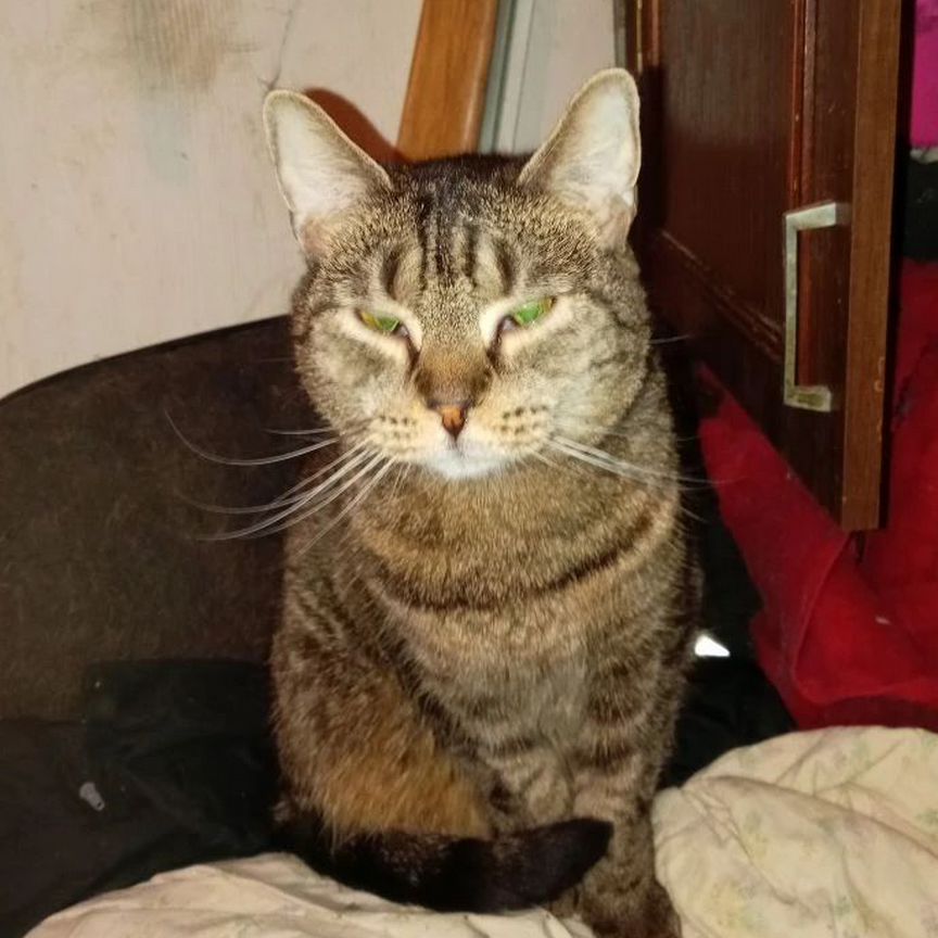 Взрослая, Девочка кошка в добрые руки