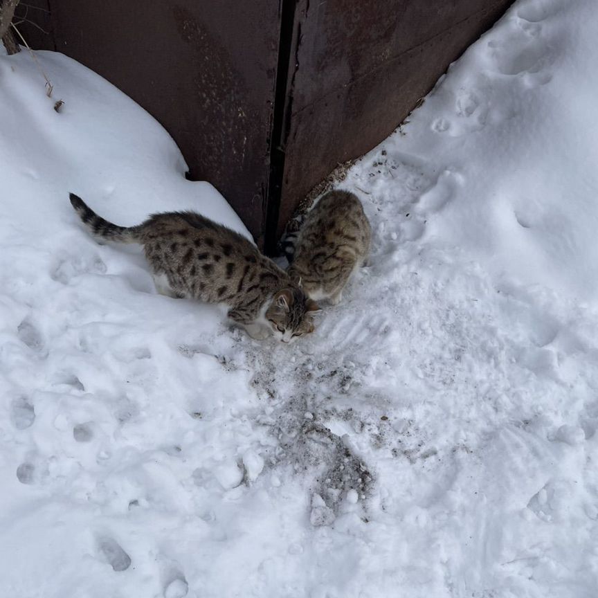 Котята в добрые руки 6 месяцев кот и кошка