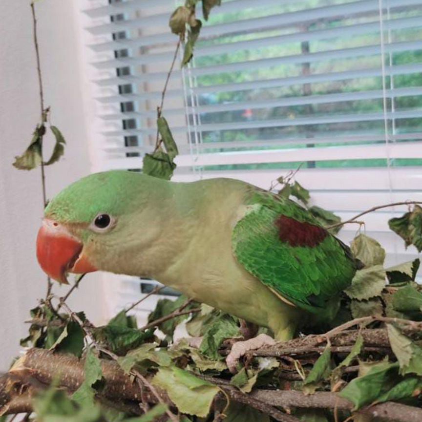 Ожереловый попугай