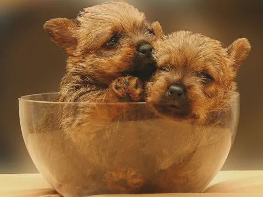 Малыши норвичи