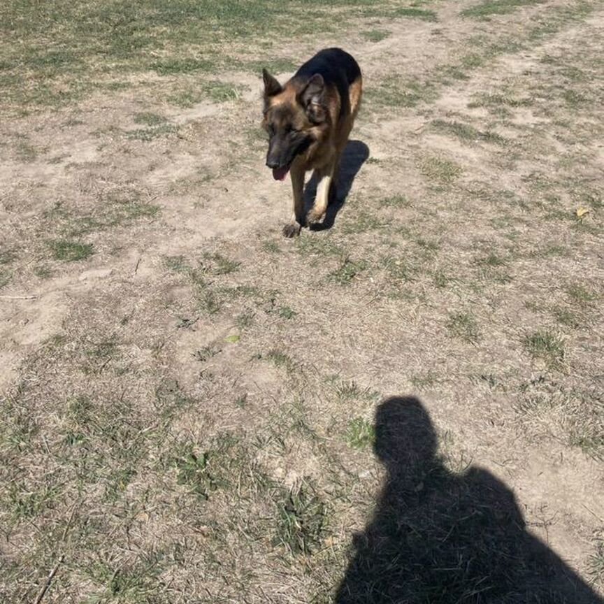 Овчарка потерянная