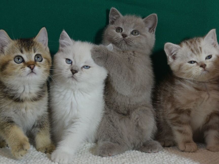 Красивые британские котята
