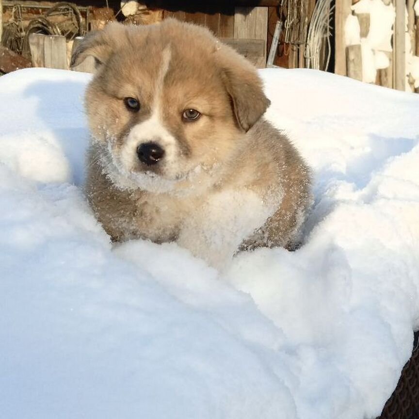 Среднеазиатская овчарка, щенок