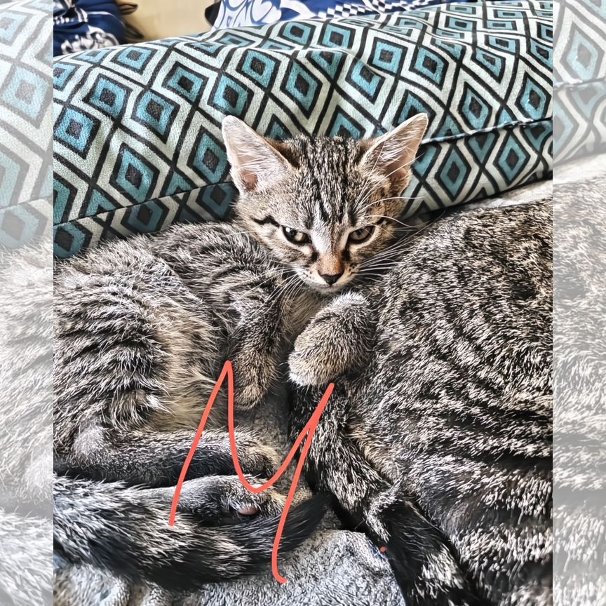 Котёнок в добрые руки