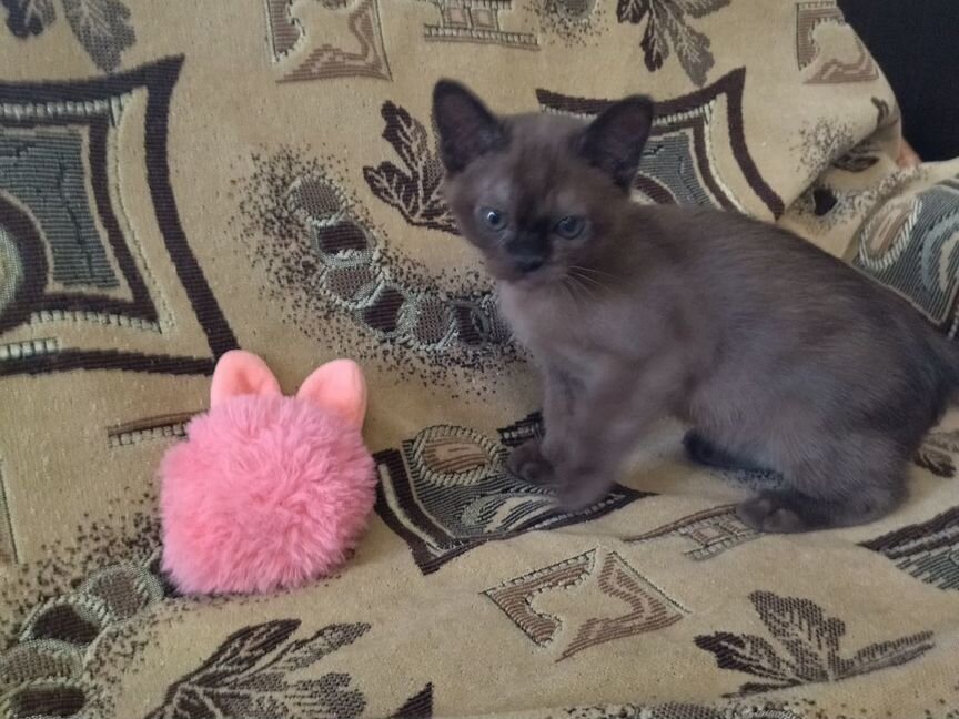 Бурманские девочки-красавицы