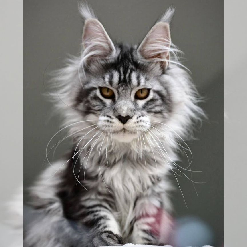 Мейн-кун котёнок