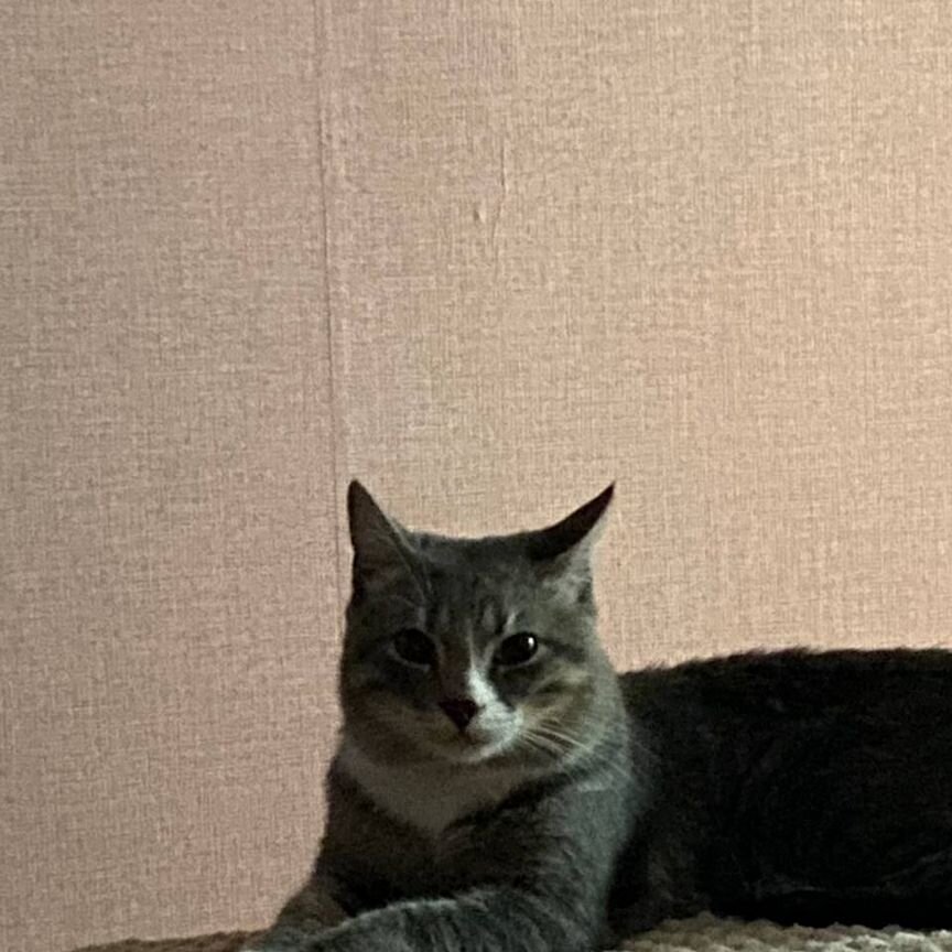Отдам кота