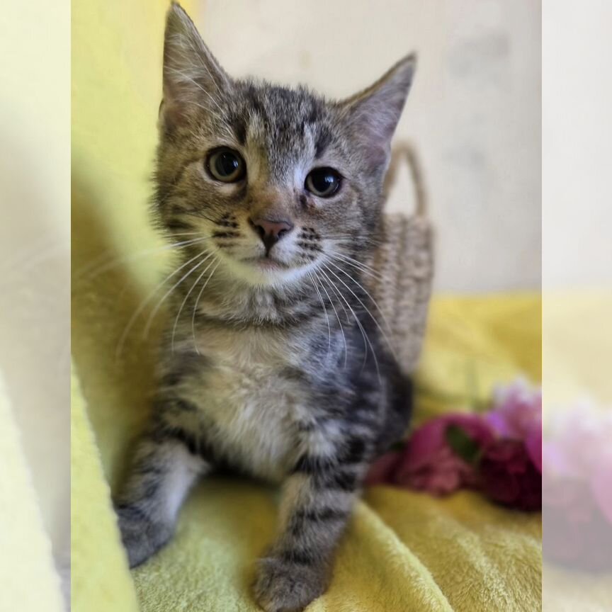 Котёнок в добрые руки