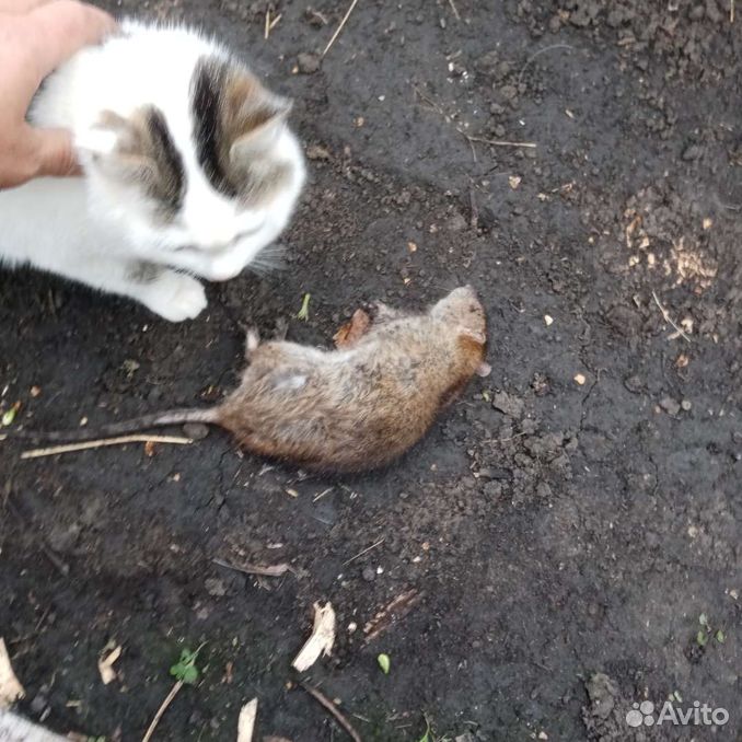 Котята мышеловы крысыловы