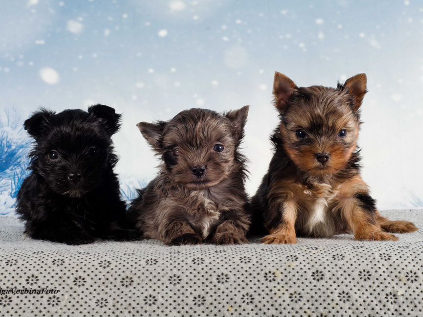 Йоркширский терьер щенки