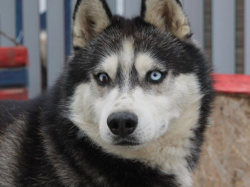 Сибирский хаски