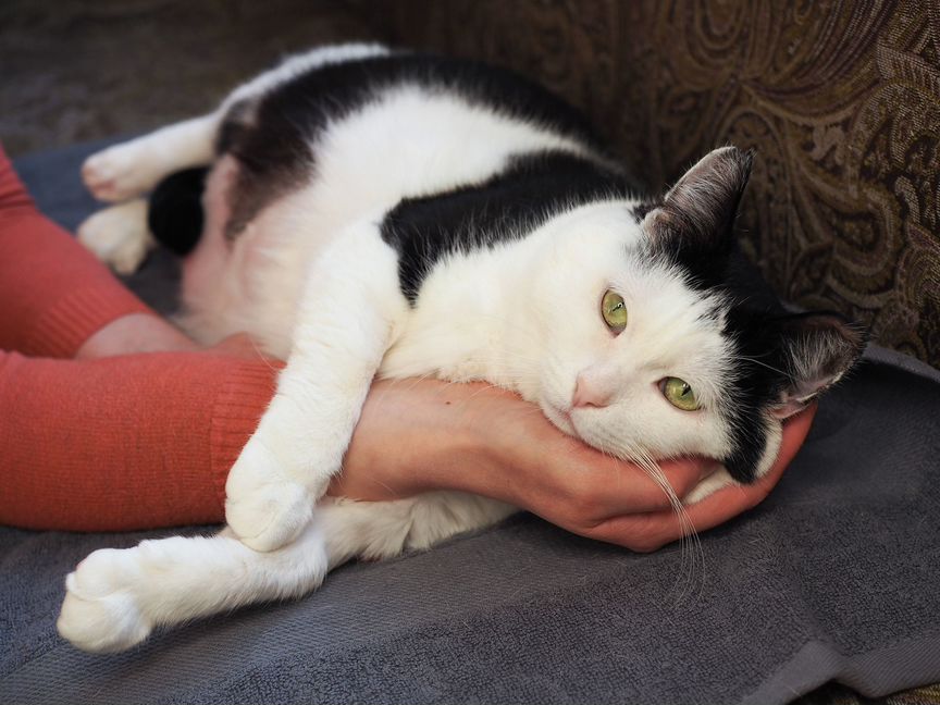 Бело-черный ласковый пухляш кот Якут в добрые руки